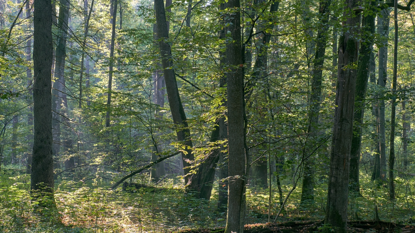 Environmental groups warn Poland not to restart logging in Białowieża ...