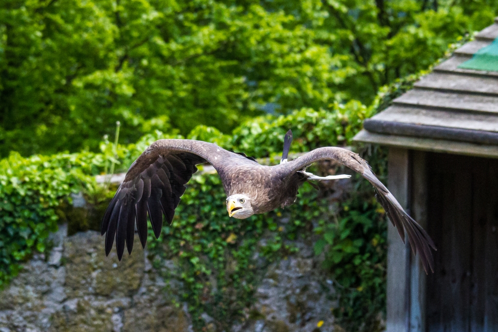 bigstock-The-Eastern-Imperial-Eagle-Aq-299706166 - Emerging Europe