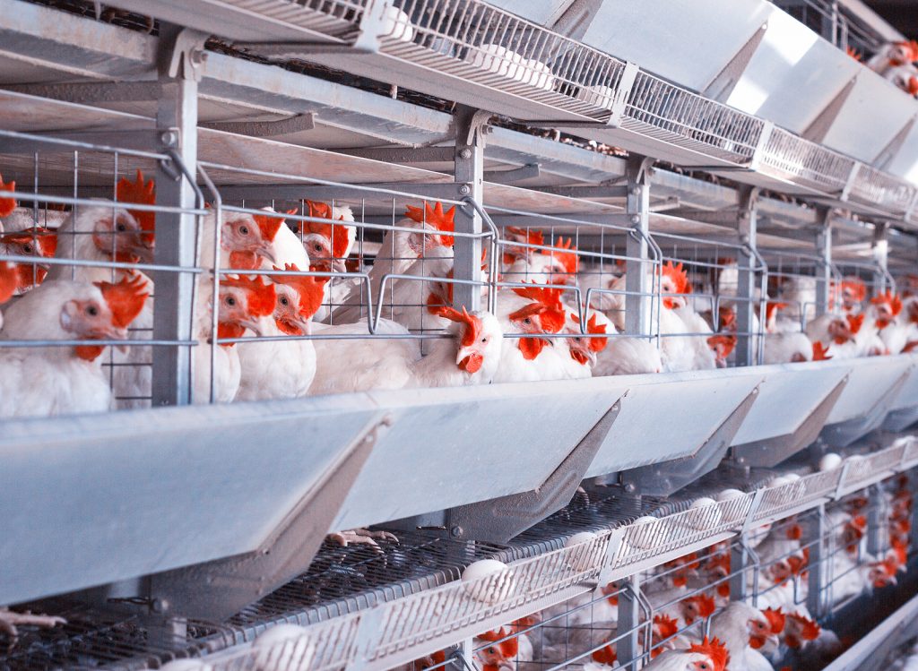 Animal welfare still a concern in Poland, Europe's largest poultry farmer