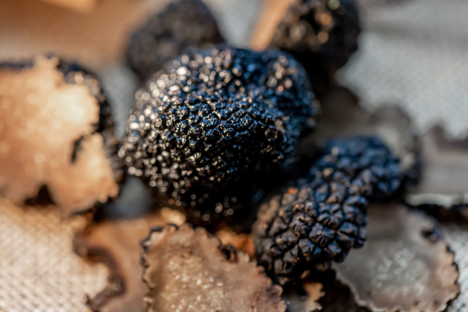 Smells like a rich opportunity: Bulgarian truffles