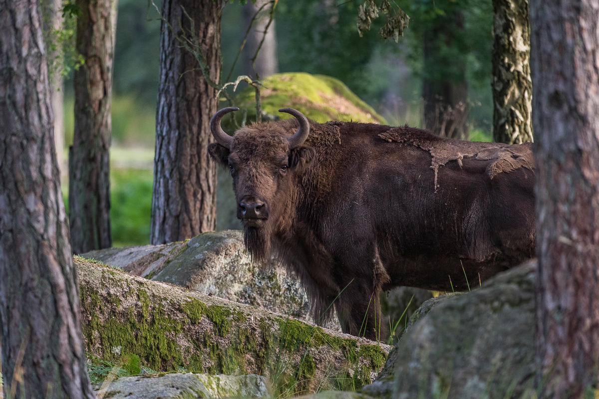 On the brink of extinction, Ukraine's lonely female bison are looking ...